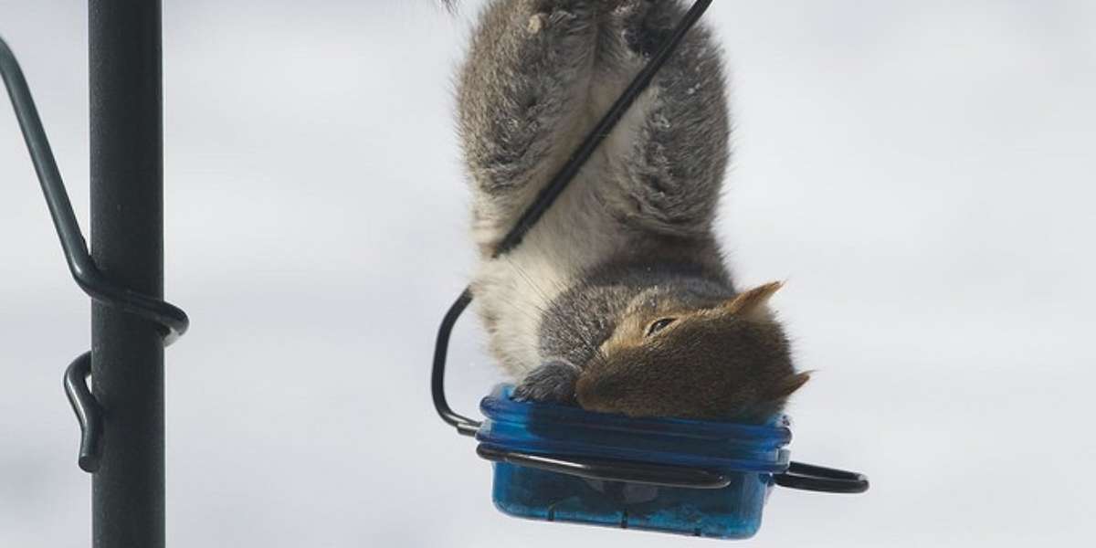 8 Sleepy Squirrels Trying To Get Comfortable In Weird Places - The Dodo