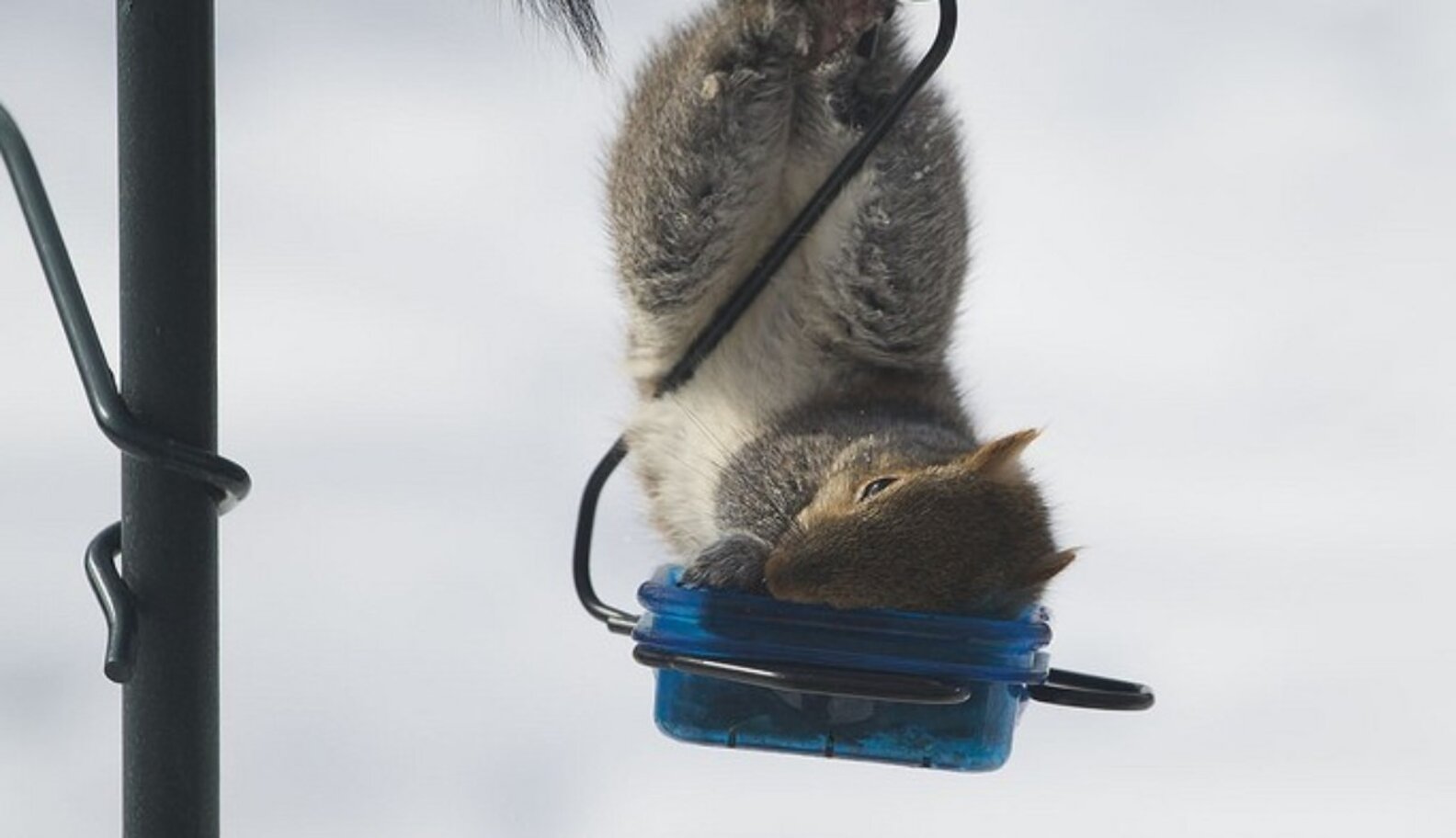 8 Sleepy Squirrels Trying To Get Comfortable In Weird Places - The Dodo
