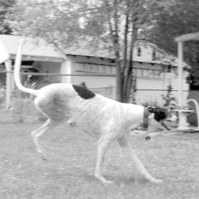Determined Greyhound Who Lost His Leg Learns To Run Again - The Dodo
