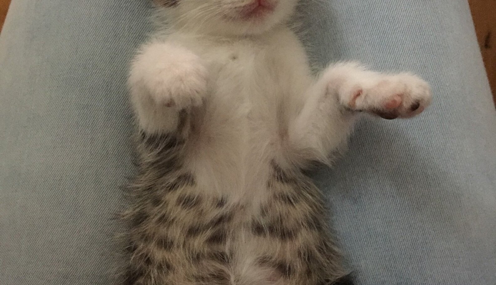 Rescue Kitten Rejected By Cat Siblings Falls In Love With The Family ...