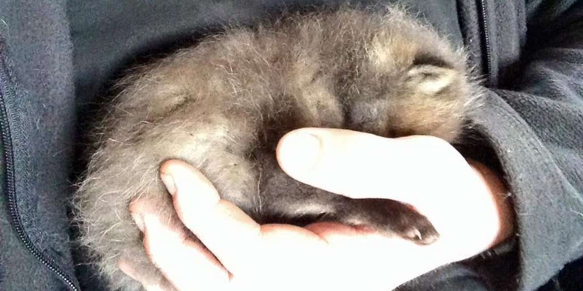 Man Spends Hours Trying To Help Fox Who Lost His Mom - The Dodo
