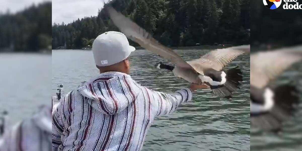 Goose Goes Back To The Wild, But Still Loves To Hang Out With Her ...