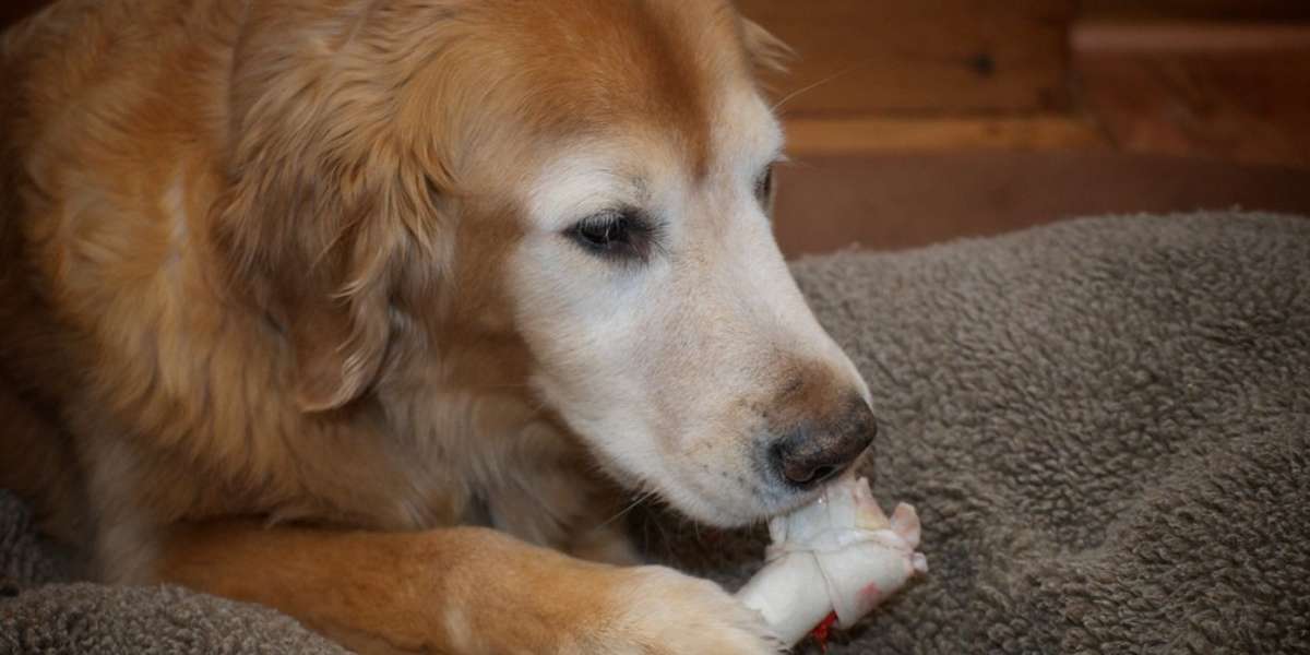 Watch What Happens When A Lethargic Dog Finds Out It's Dinnertime - The ...