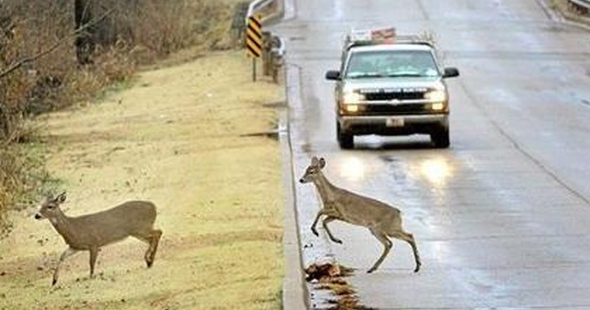 The One Thing You Should Do If You Hit A Deer - The Dodo