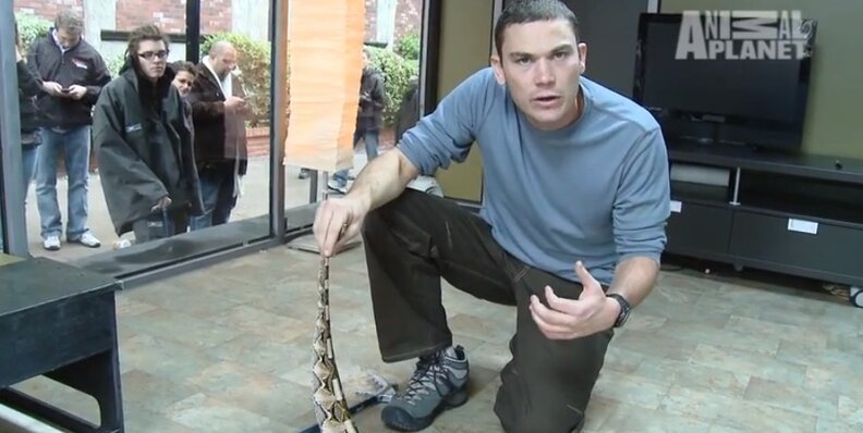 Animal Planet Host Admits To Selling Endangered Lizards - The Dodo