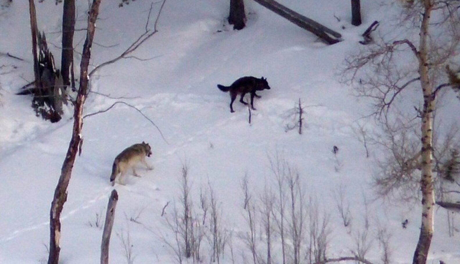 Here's The Amount Of Your Tax Dollars That Paid For Secretive Wolf ...