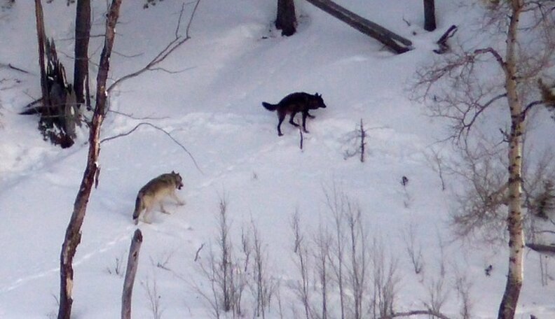 Here's The Amount Of Your Tax Dollars That Paid For Secretive Wolf ...