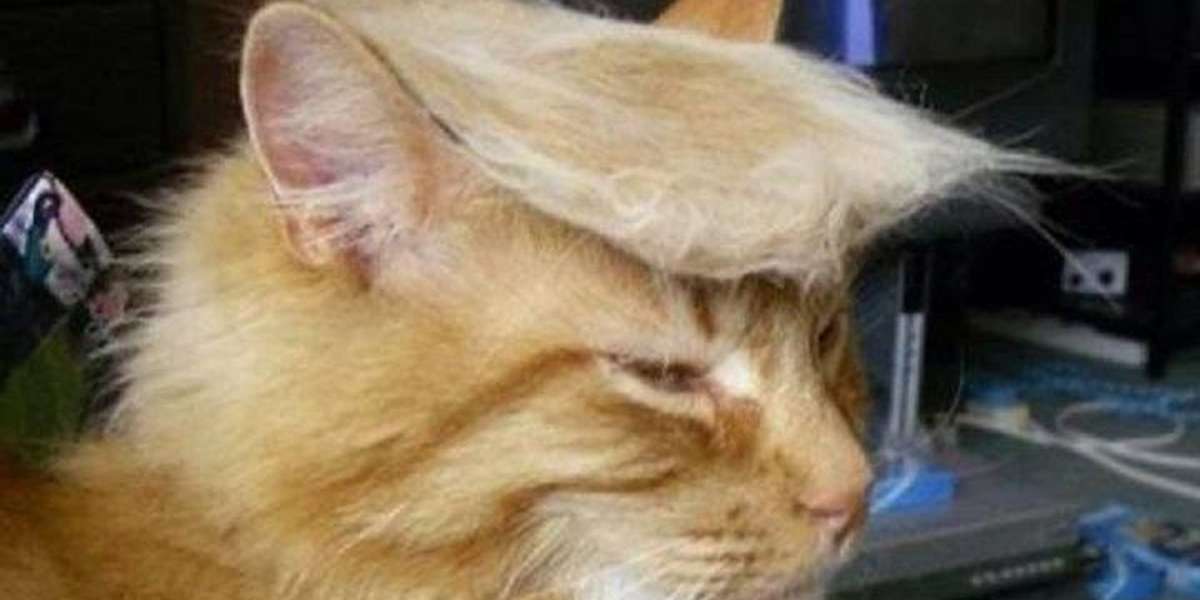 Cats Who Are Kinda Pissed They Look Like Donald Trump - The Dodo