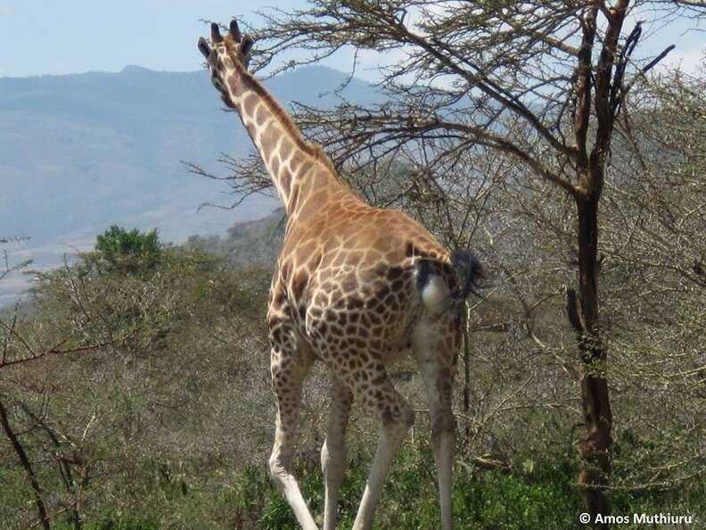 Rare Photos Show The Incredible Moment A Wild Giraffe Is Born - The Dodo