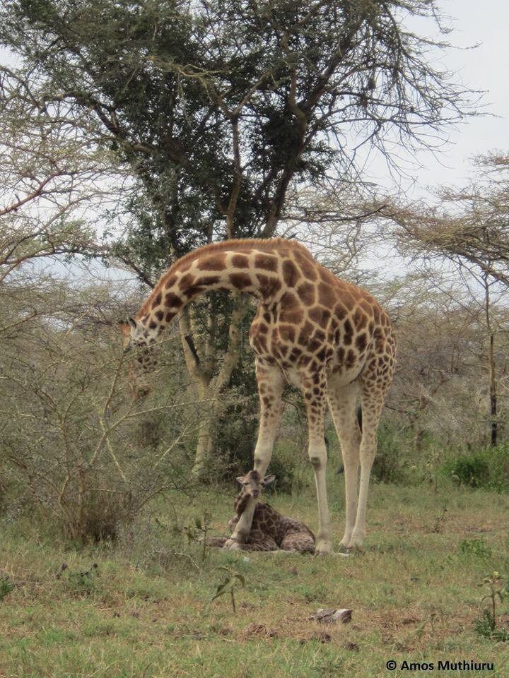 Rare Photos Show The Incredible Moment A Wild Giraffe Is Born - The Dodo