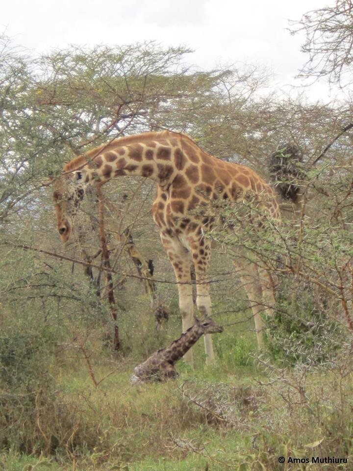 Rare Photos Show The Incredible Moment A Wild Giraffe Is Born - The Dodo