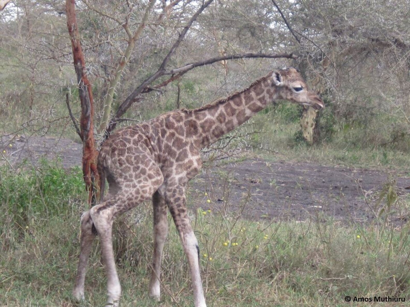 Rare Photos Show The Incredible Moment A Wild Giraffe Is Born - The Dodo