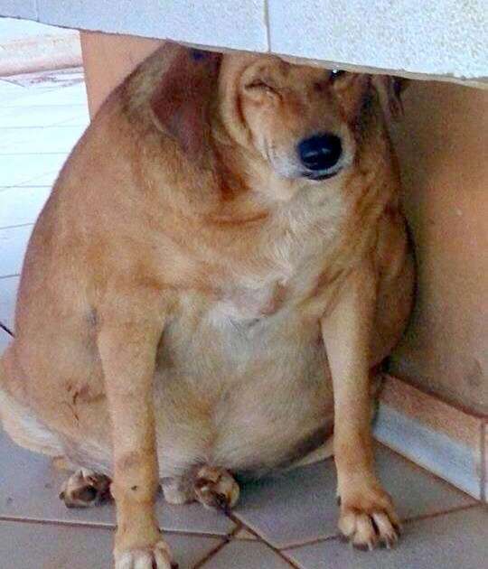 Overweight Stray Dog Makes A Stunning Transformation - The Dodo