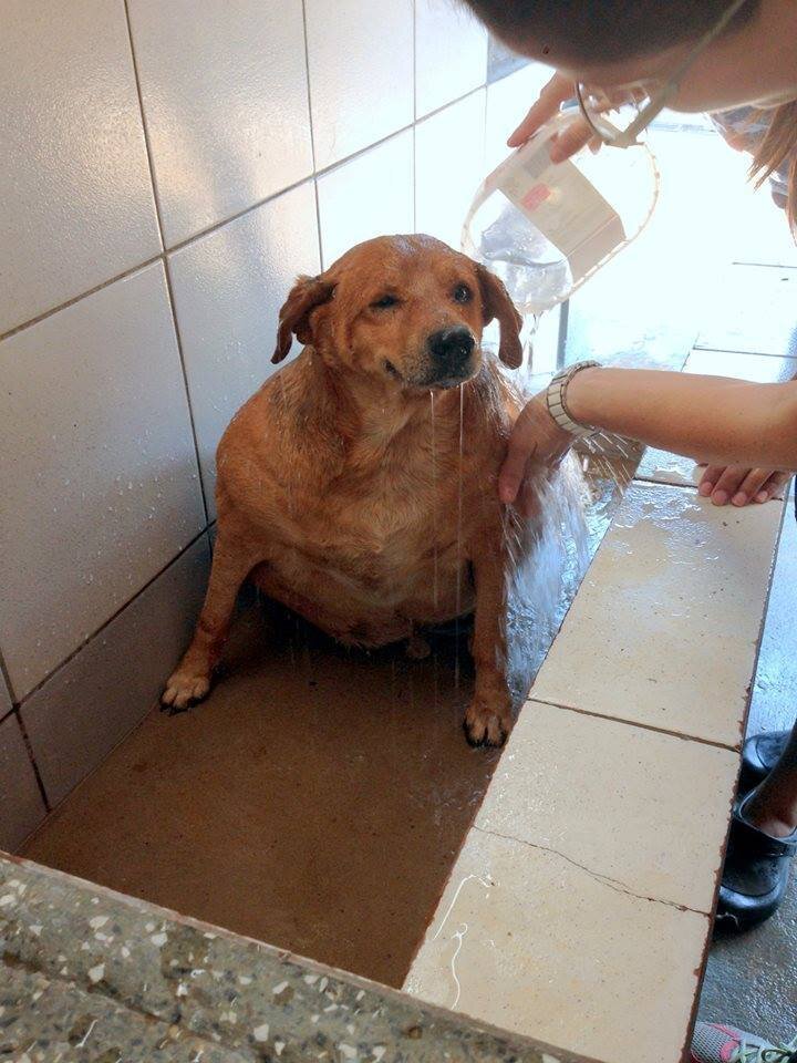 Overweight Stray Dog Makes A Stunning Transformation - The Dodo