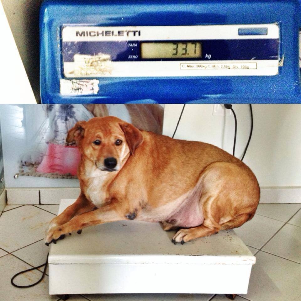 Overweight Stray Dog Makes A Stunning Transformation - The Dodo