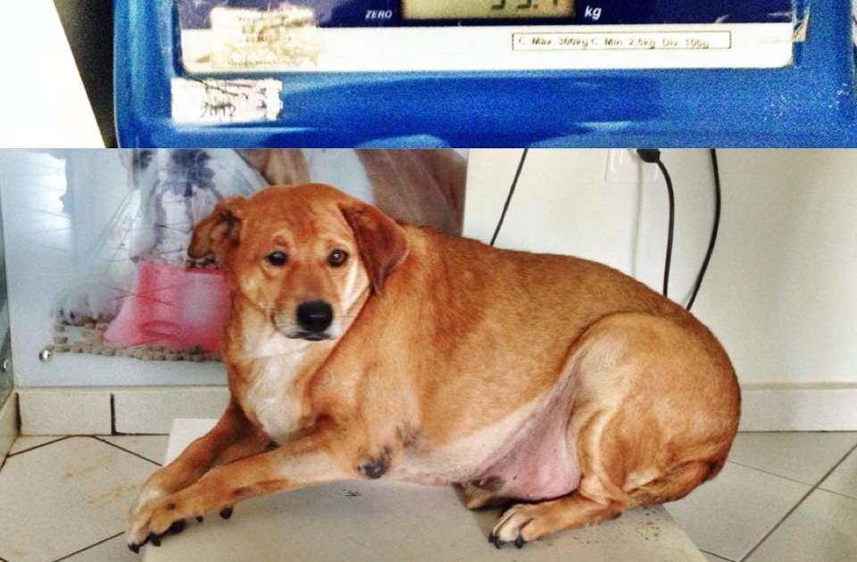 Overweight Stray Dog Makes A Stunning Transformation - The Dodo