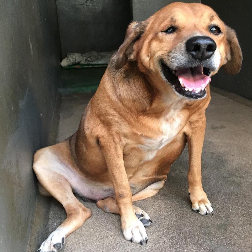 Overweight Stray Dog Makes A Stunning Transformation - The Dodo