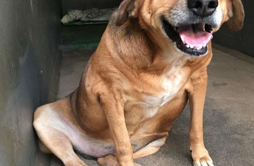 Overweight Stray Dog Makes A Stunning Transformation - The Dodo