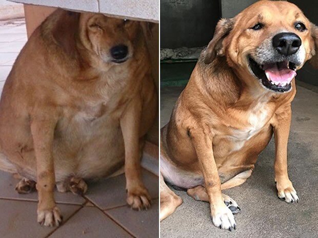 Overweight Stray Dog Makes A Stunning Transformation - The Dodo