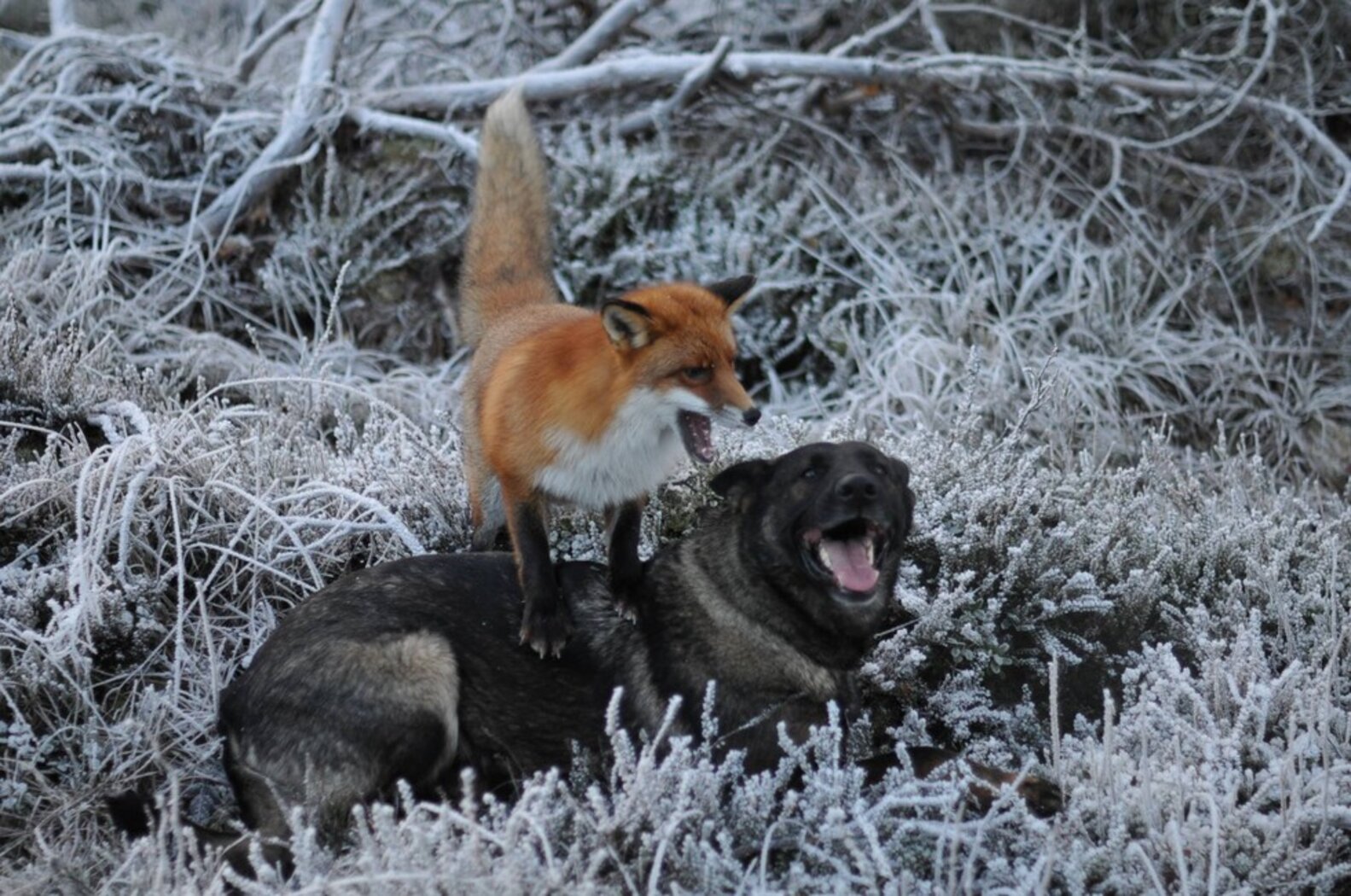 Fox And Hound Are Real-Life Best Friends - The Dodo