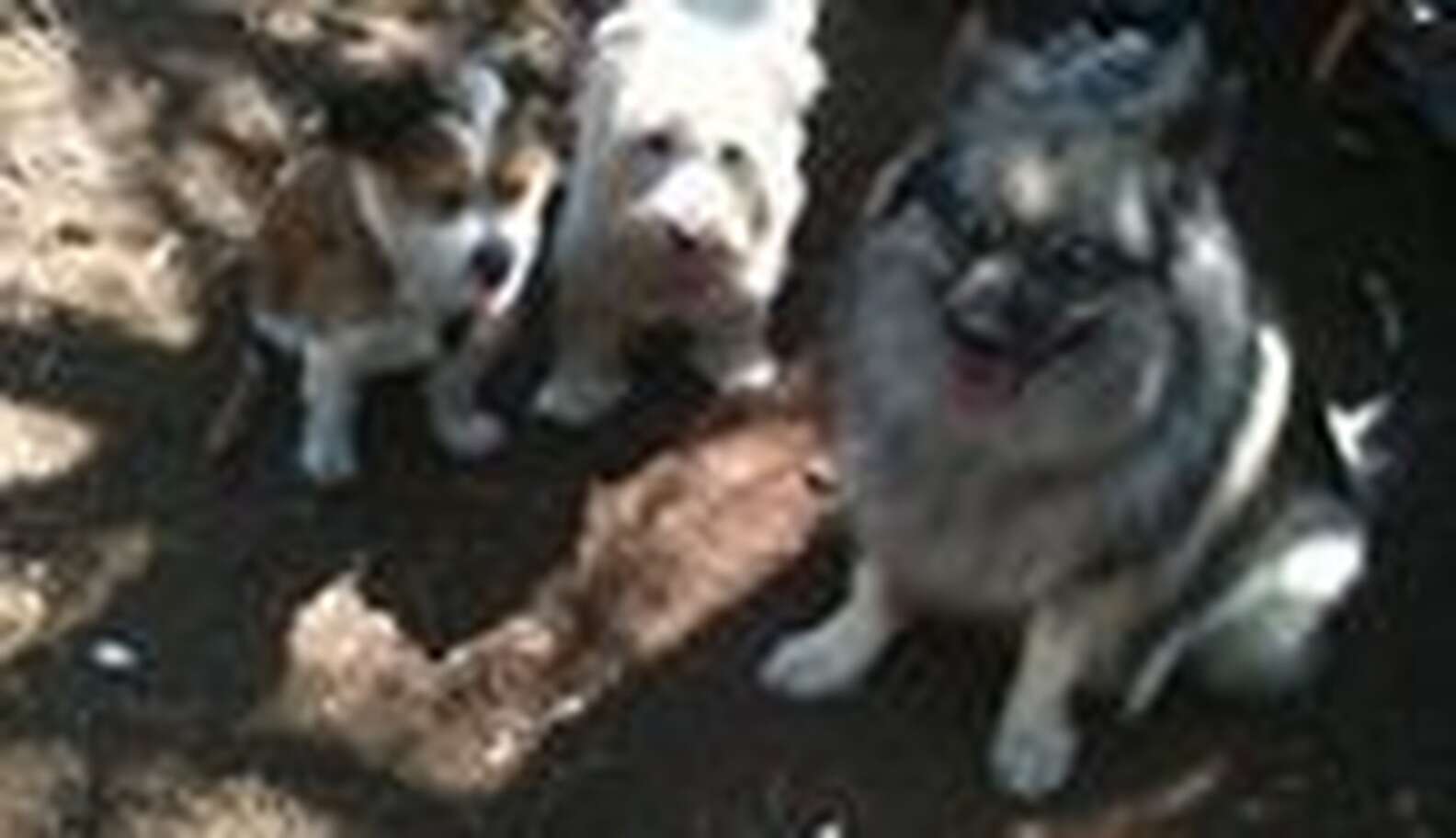 PLEASE HELP ME SAVE MY NIKO http://www.gofundme.com/Help-me-Save-Niko ... PLEASE HELP ME SAVE MY NIKO http://www.gofundme.com/Help-me-Save-Niko ...