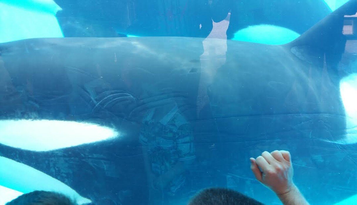 Seaworld Rake Marks - The Dodo