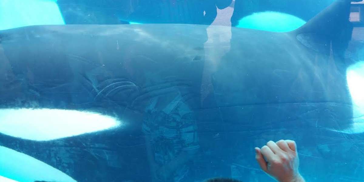 Video Shows SeaWorld Orca Covered In Bite Marks - The Dodo