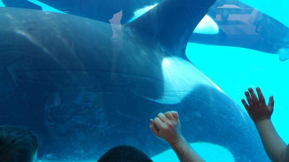 Video Shows SeaWorld Orca Covered In Bite Marks - The Dodo