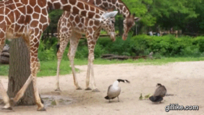 Mama Goose Defends Flock Against Animals They'd Never Encounter In The ...