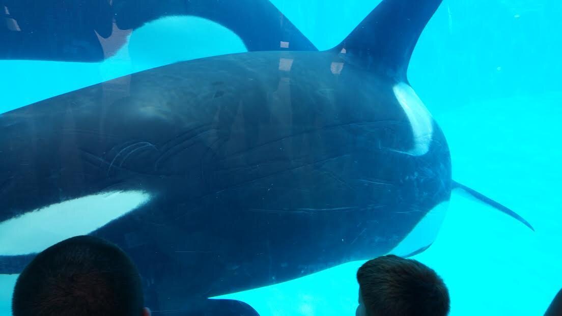 Video Shows SeaWorld Orca Covered In Bite Marks - The Dodo