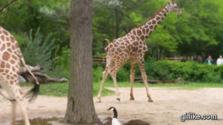 Mama Goose Defends Flock Against Animals They'd Never Encounter In The ...