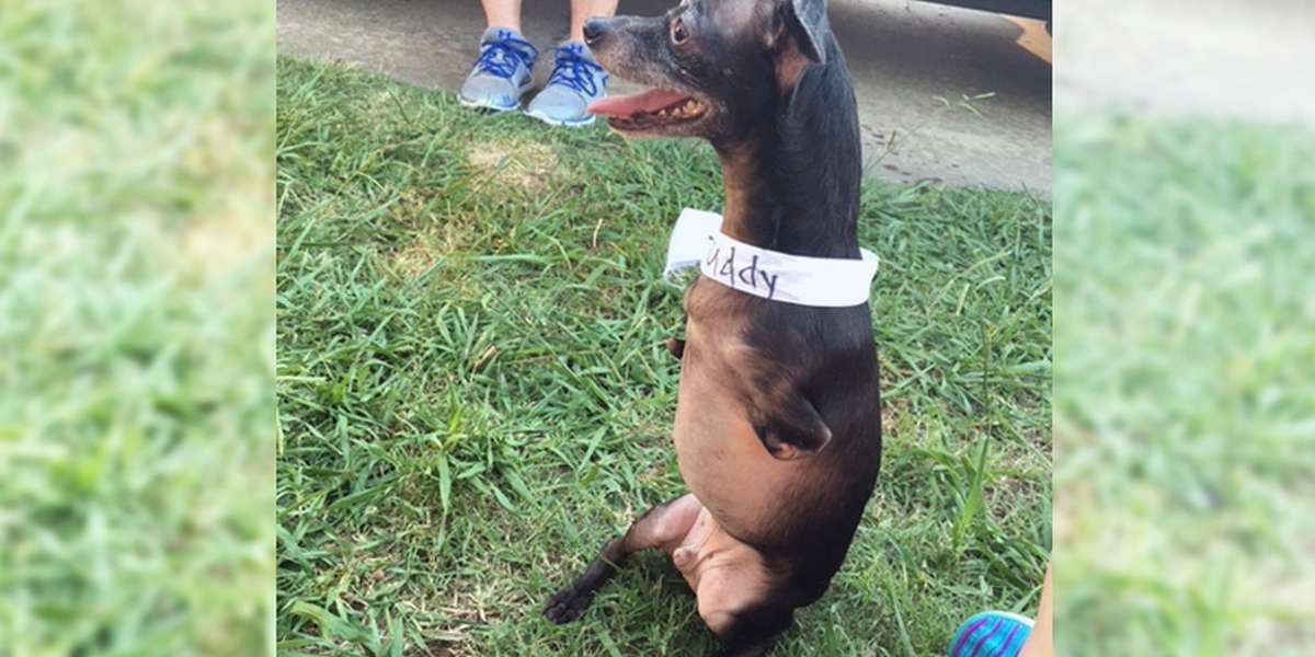 Dog Breeder Produces Litter After Litter Of Deformed Pups - The Dodo