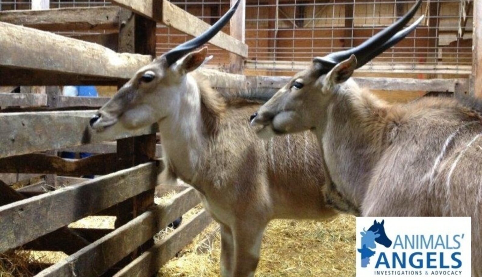 171 Investigations Later, These Are Our 6 Biggest Victories For Animals ...
