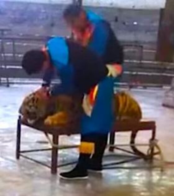 Tiger Beaten And Mocked In Sickening 'Performance' - The Dodo