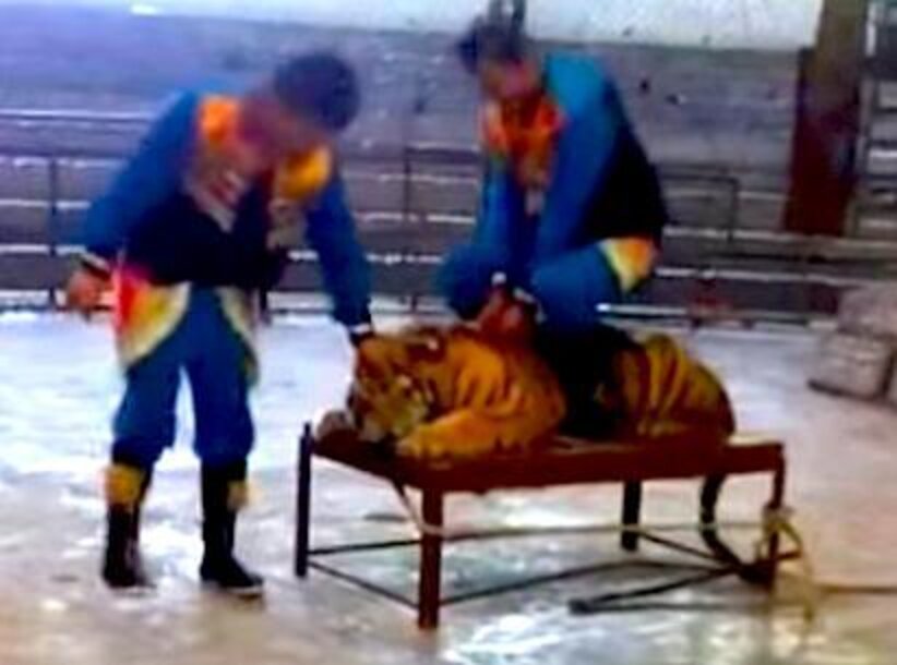 Tiger Beaten And Mocked In Sickening 'Performance' - The Dodo
