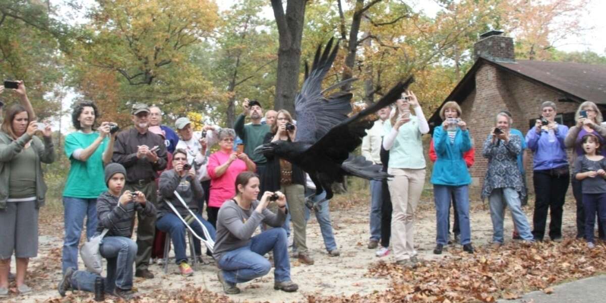 Raven Flies Free Again After Life-Changing Feather Transplant - The Dodo