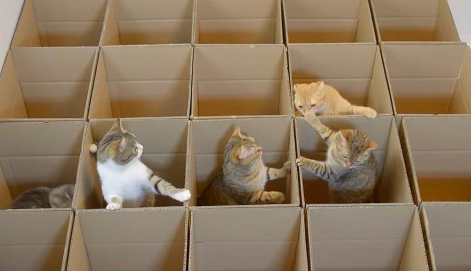 Watch These Cats Frolic In A Paradise Of Boxes - The Dodo