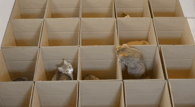 Watch These Cats Frolic In A Paradise Of Boxes - The Dodo