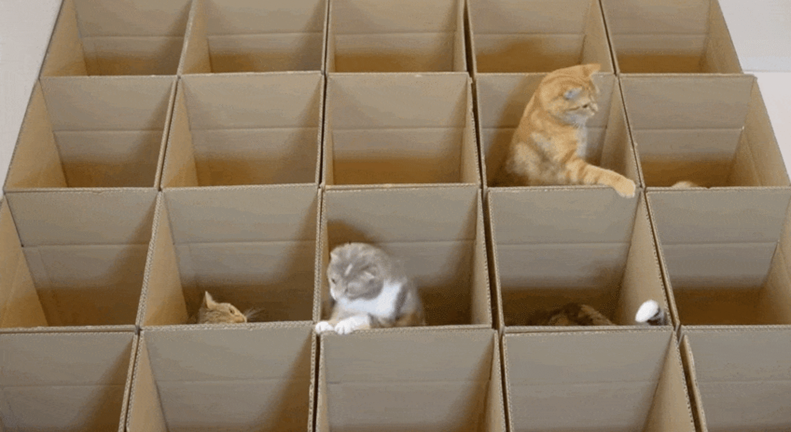 Watch These Cats Frolic In A Paradise Of Boxes - The Dodo