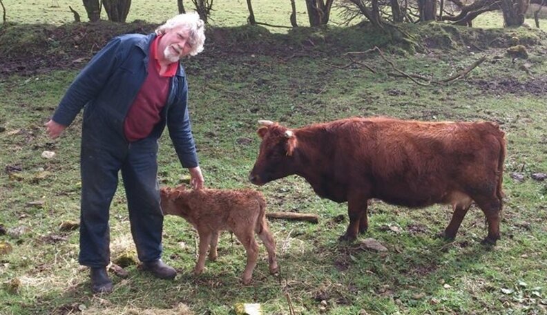 World's Smallest Cow Gives Birth To A Healthy Little Calf - The Dodo