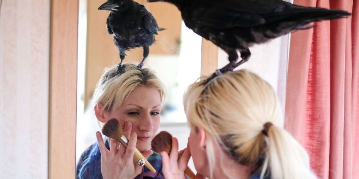 Crow Won't Leave The Woman Who Saved His Life - The Dodo