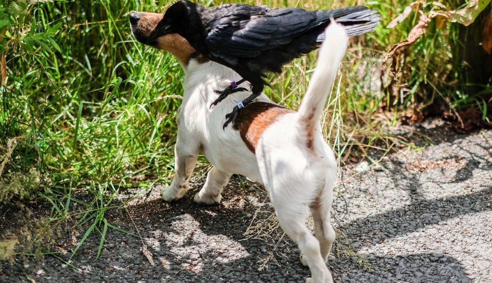 Crow Won't Leave The Woman Who Saved His Life - The Dodo