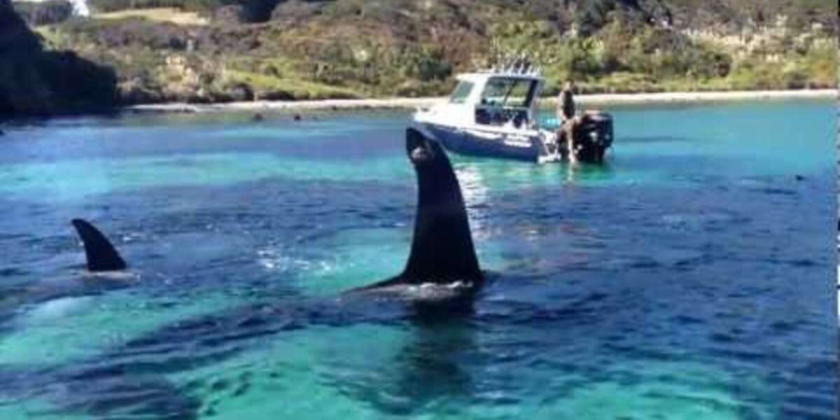 Simply Magical!! Wild Orca in New Zealand ? http://t.co/HIuWnrFZT7 ...