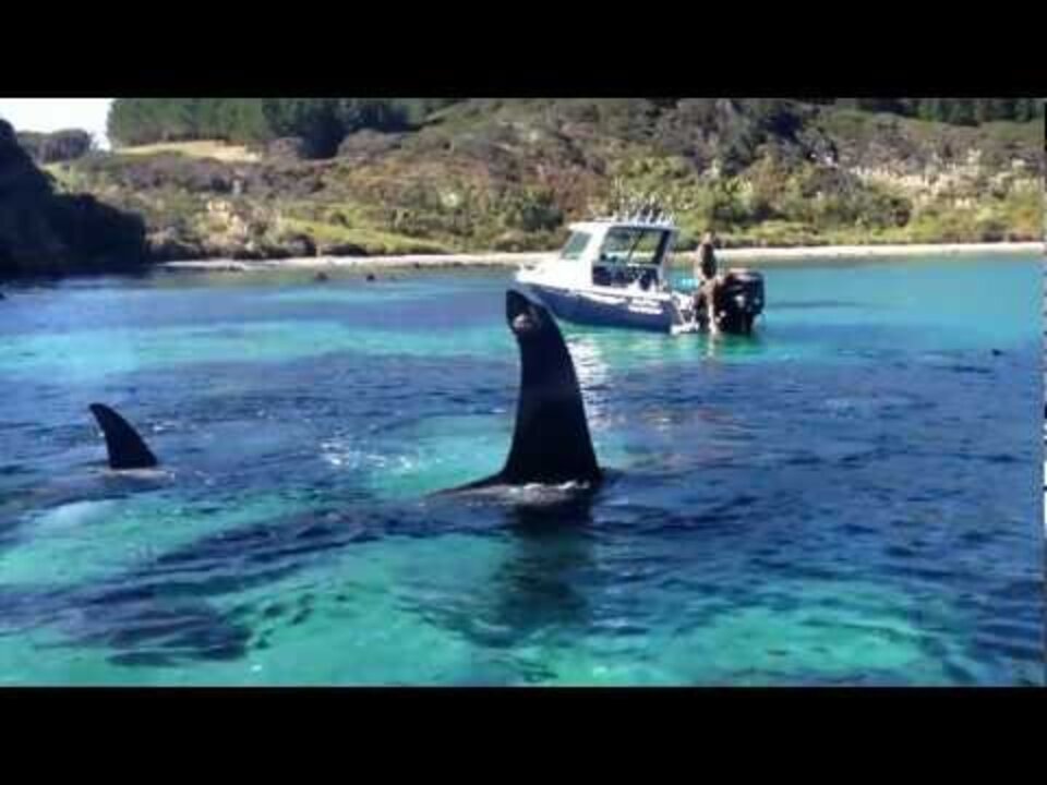 Simply Magical!! Wild Orca in New Zealand ? http://t.co/HIuWnrFZT7 ...
