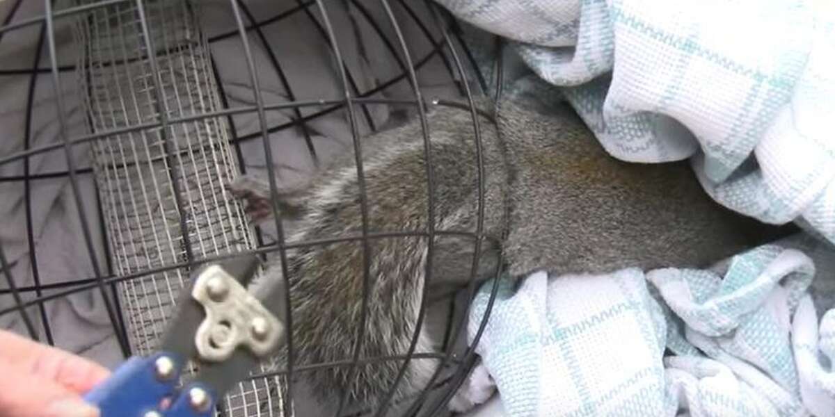 Squirrel Takes On 'Squirrel-Proof' Feeder, Fails Miserably - The Dodo