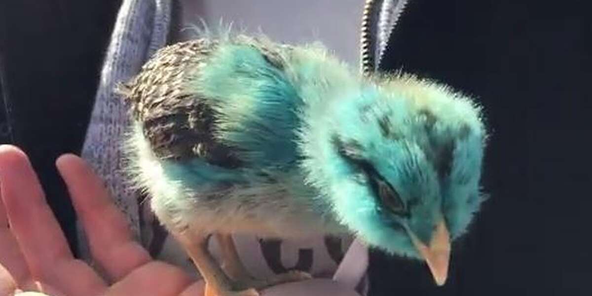 Blue Baby Chick Won't Be Feeling So Blue For Long - The Dodo