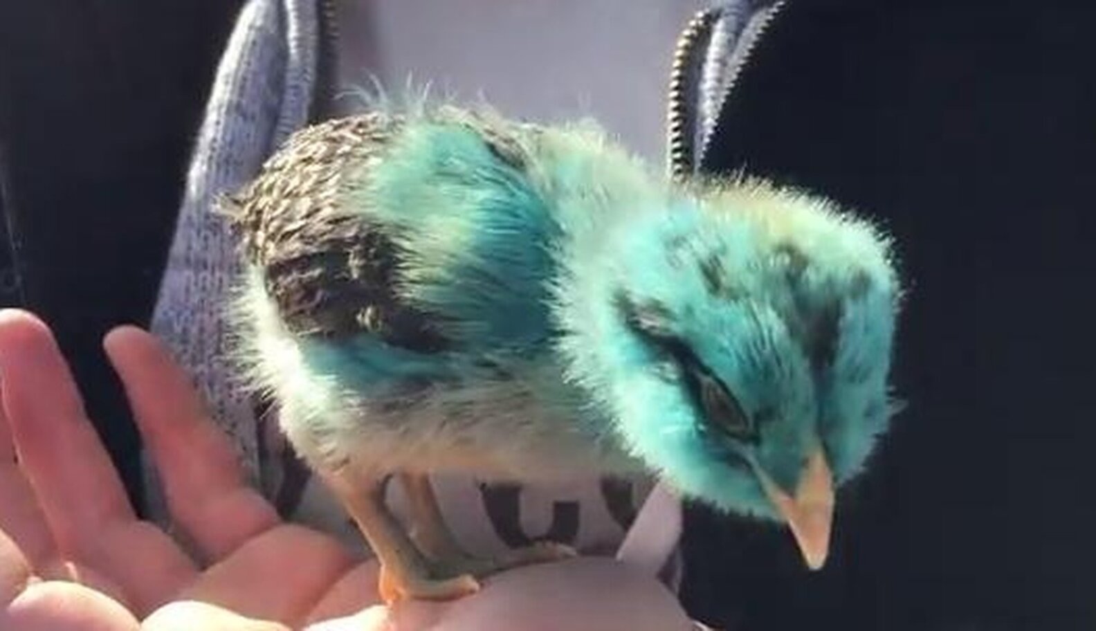 Blue Baby Chick Won't Be Feeling So Blue For Long - The Dodo