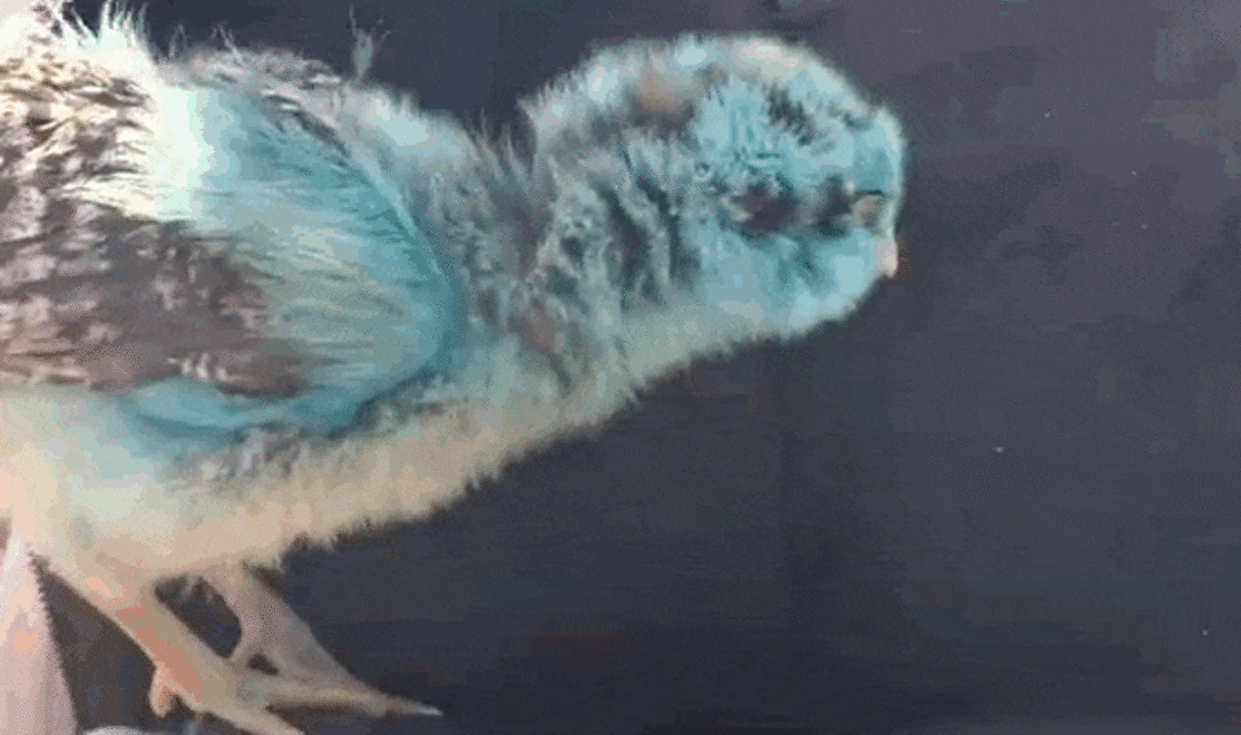 Blue Baby Chick Won't Be Feeling So Blue For Long - The Dodo