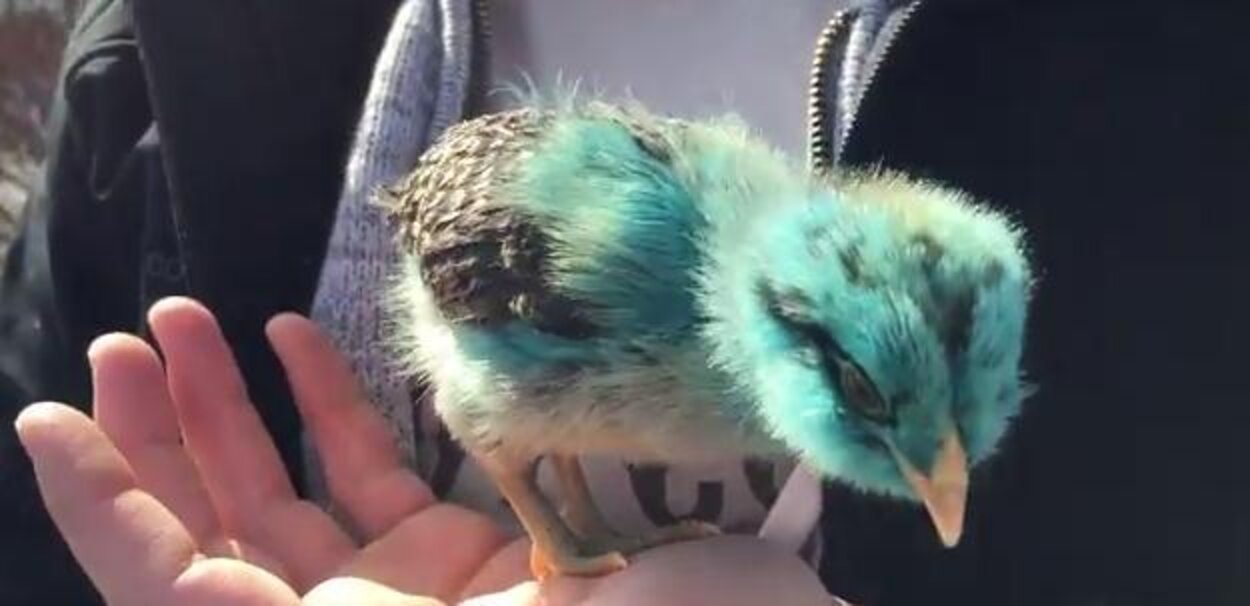 Blue Baby Chick Won't Be Feeling So Blue For Long - The Dodo
