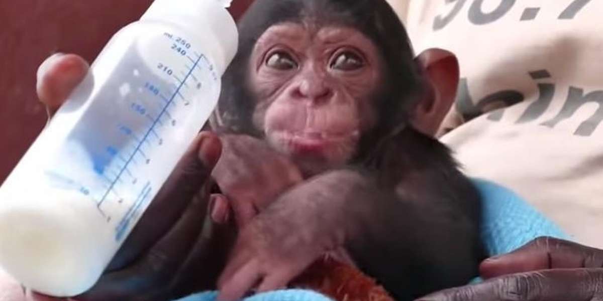 Baby Chimp Happily Falls Asleep In His Rescuer's Arms - The Dodo